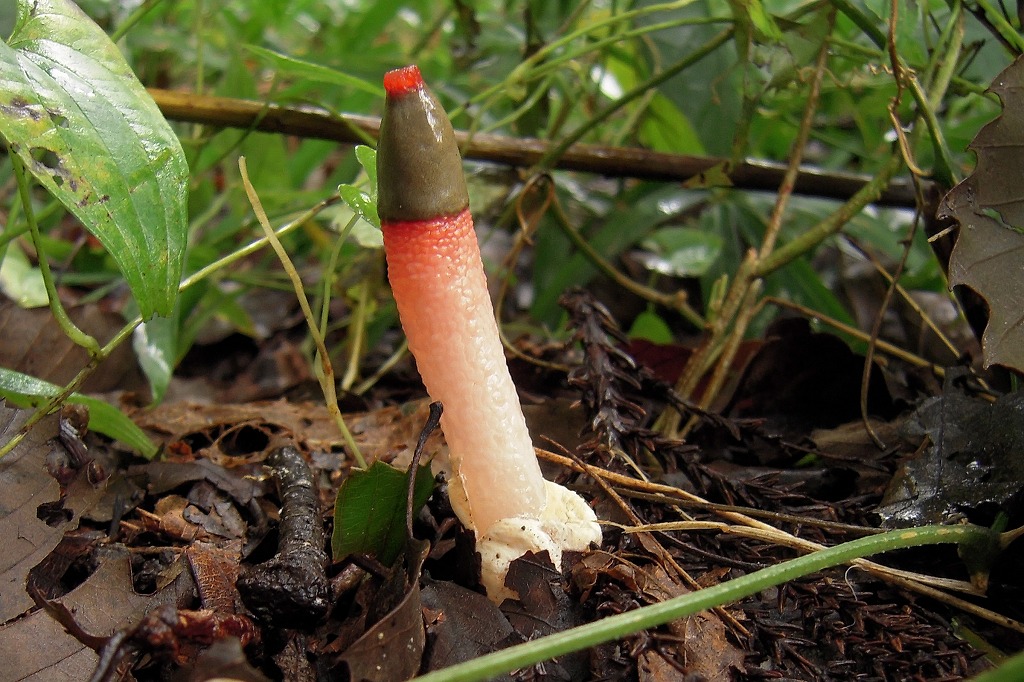 キツネノエフデ