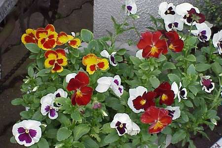 スミレの類似種